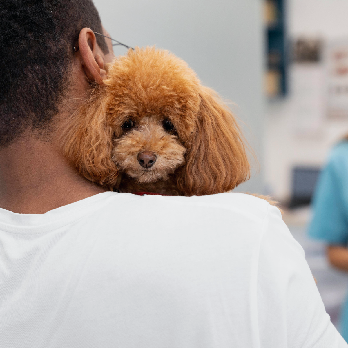 Medicina Canabinoide para pets: o que você precisa saber