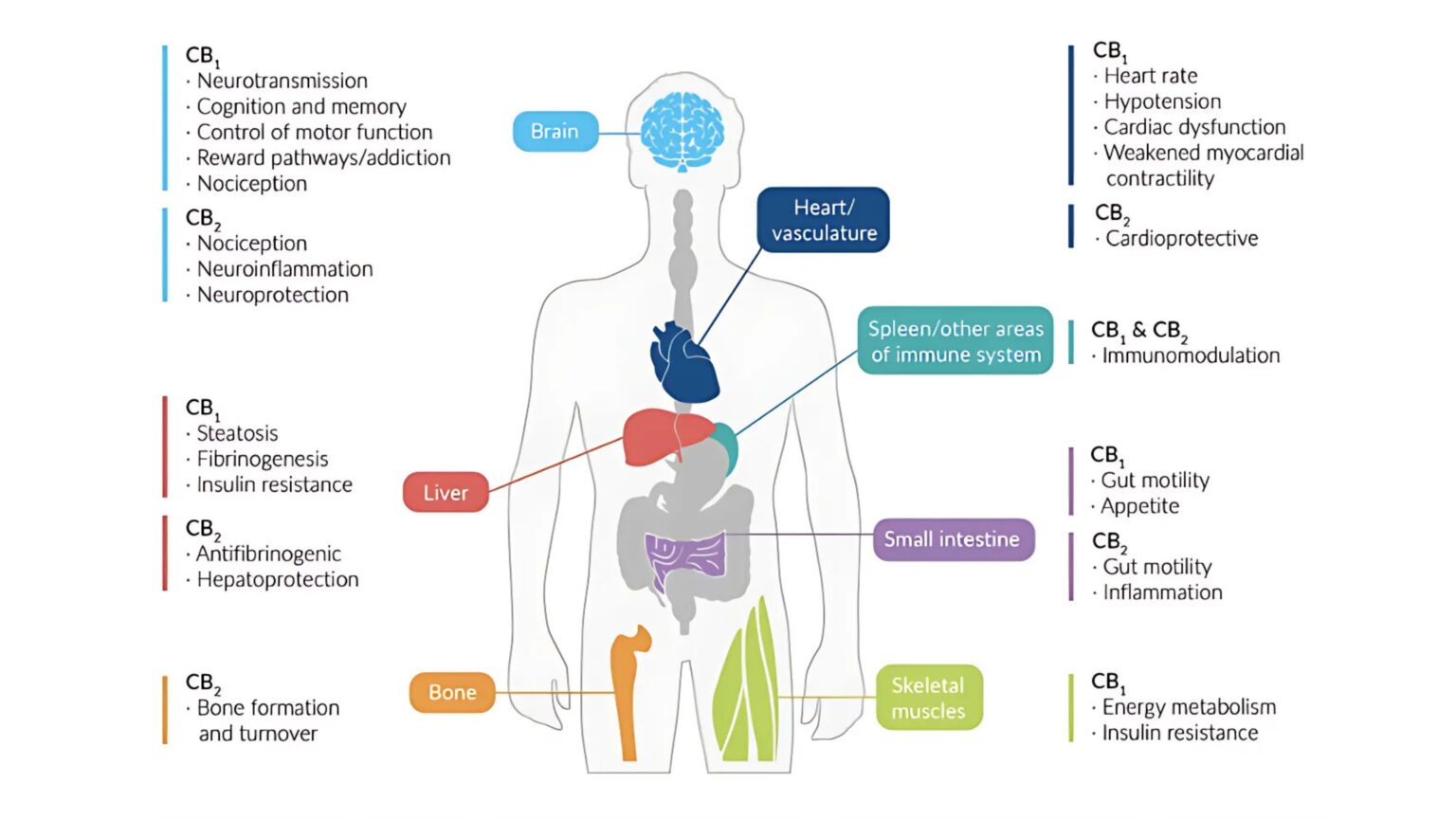 O verdadeiro impacto do Sistema Endocanabinoide na terapêutica atual ...
